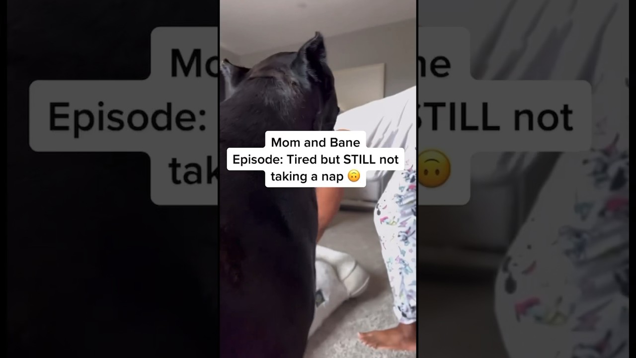 Sleepy dog fights hard against taking much-needed nap time