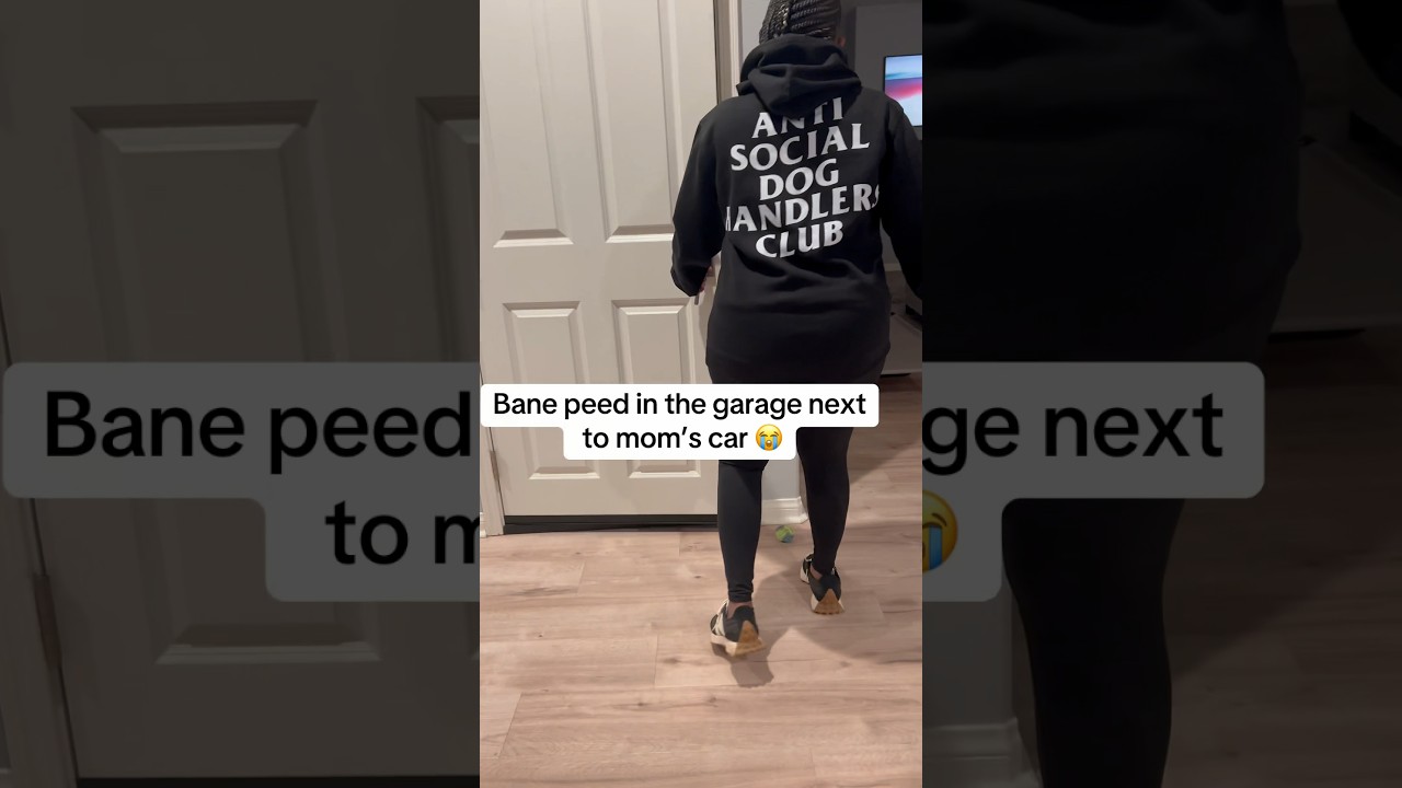 Dog hits the terrible twos stage and drives us crazy