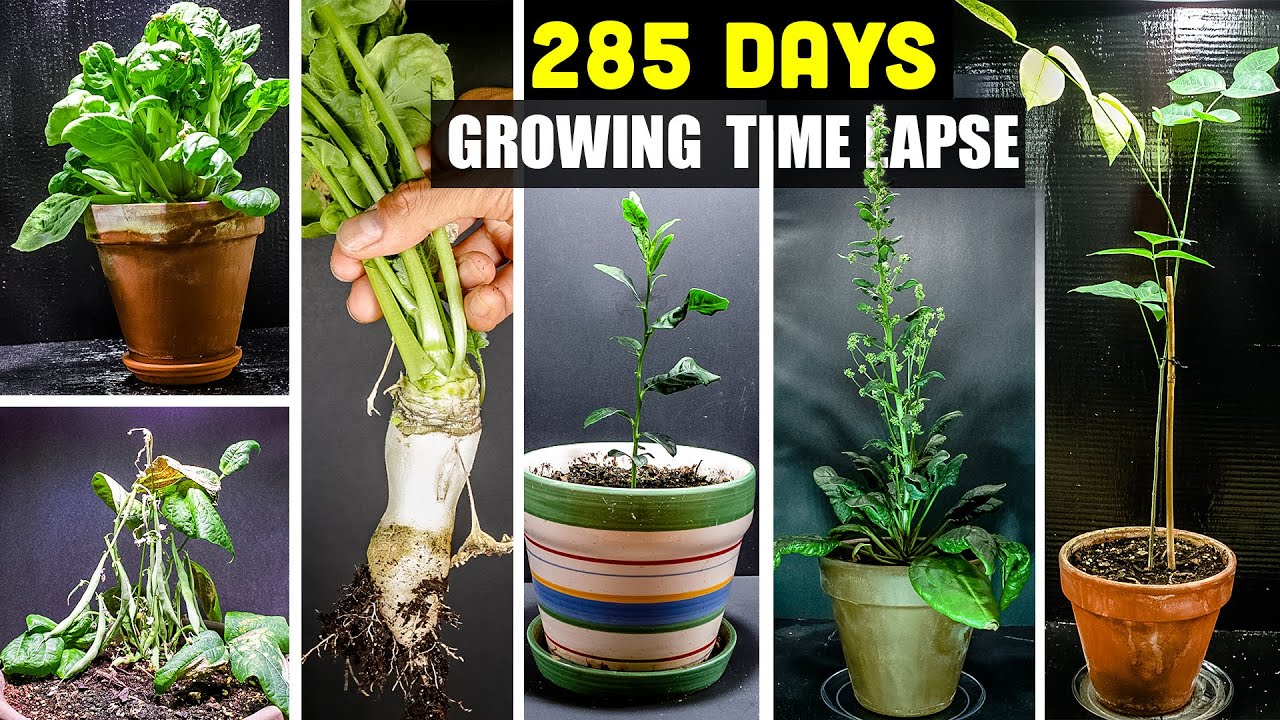 Growing plants time lapse compilation - 285 days growing in 8 minutes