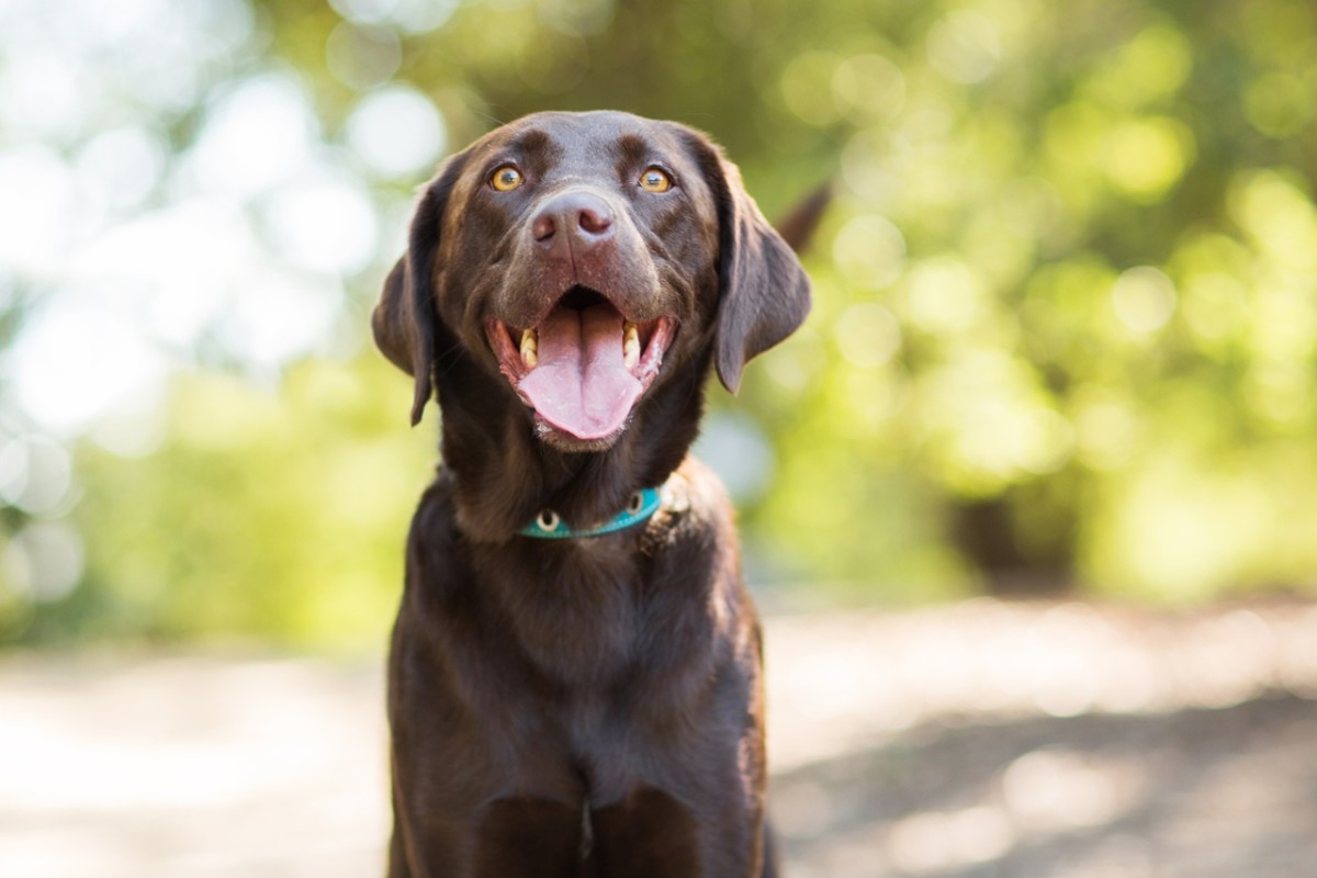 Meet 5 of the Cutest Brown Dog Breeds, According to Experts