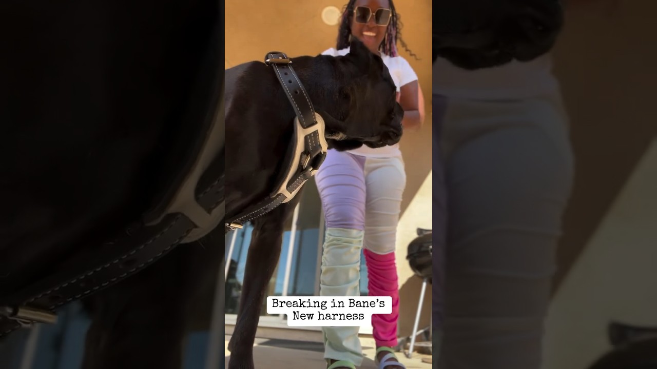 Raising a Cane Corso dog demands time, work, and love