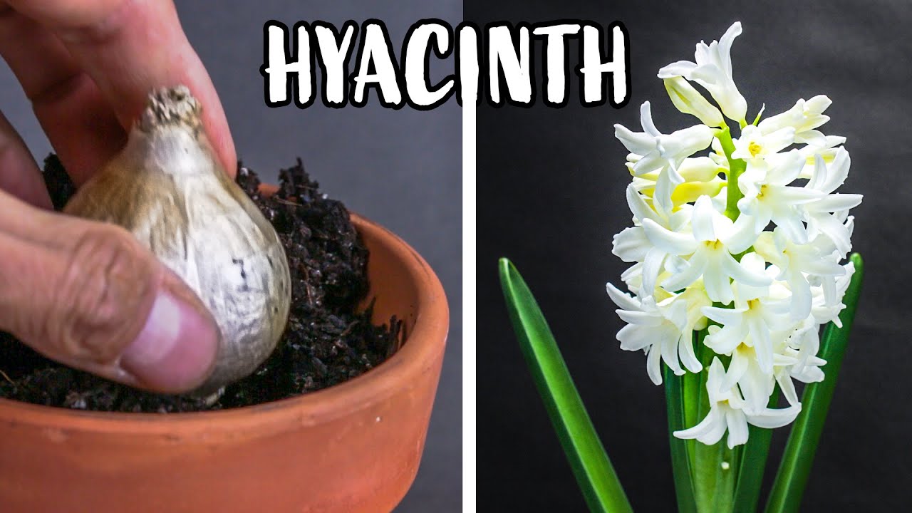 Growing hyacinth flower from bulb time lapse (121 days)