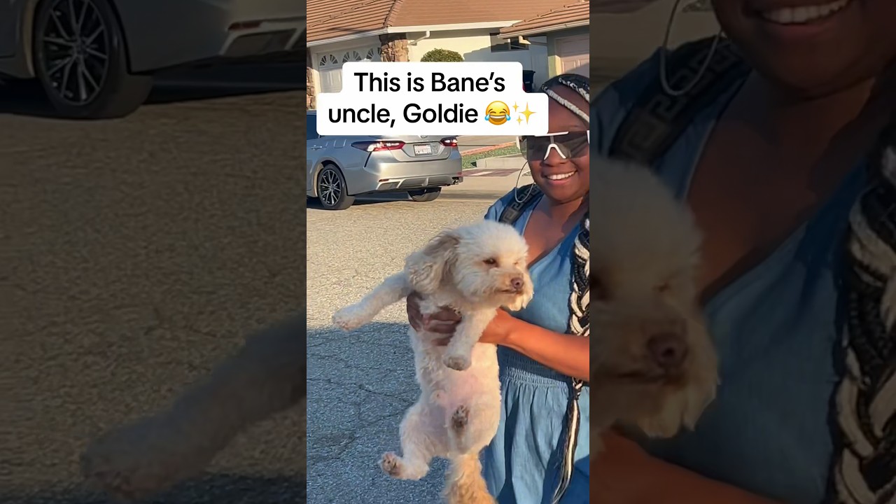 Excited little dog nearly knocks over everyone meeting him