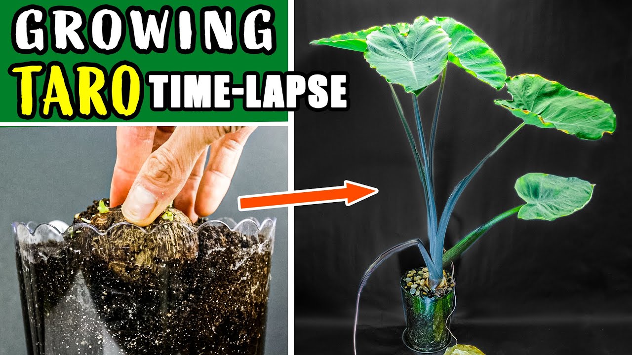 Growing taro plant from root to leaves (70 days time lapse)