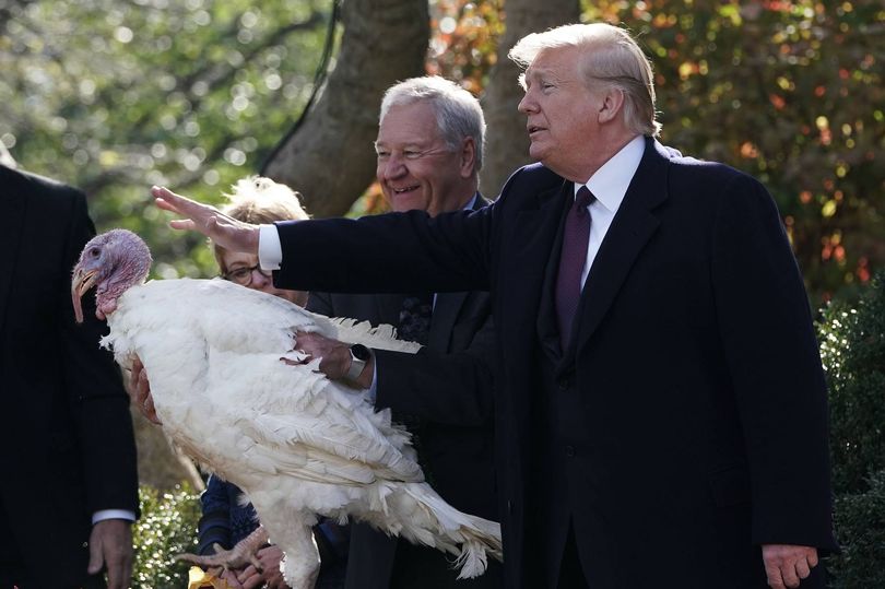 Who was first president to pardon a turkey and bizarre Thanksgiving ...