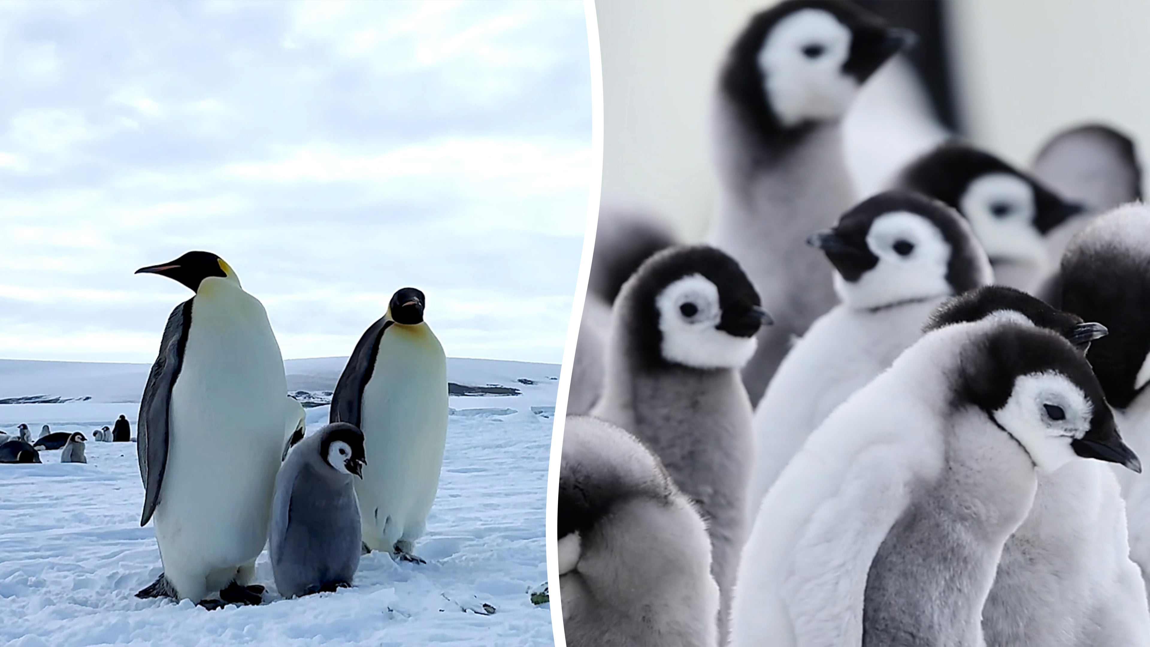 Brit wildlife photographer captures footage of cutest penguins since ...