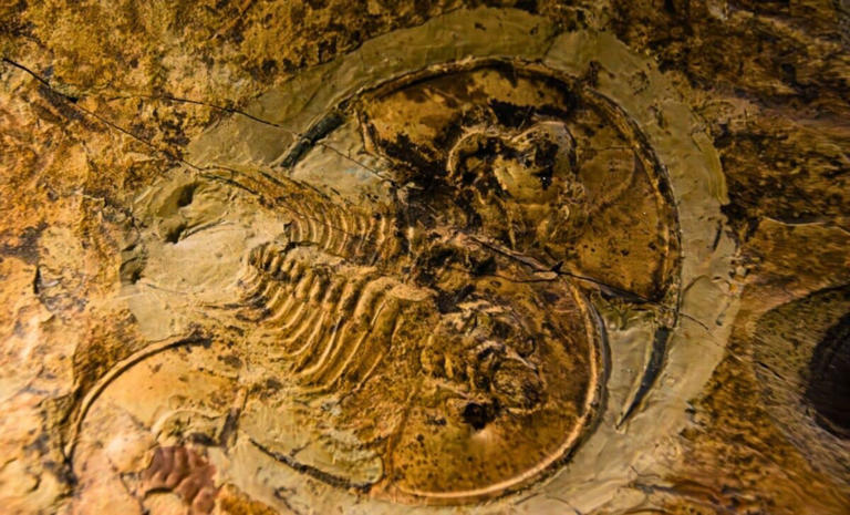 500-Million-Year-Old Trilobite Fossils With Soft Tissues So Intact ...