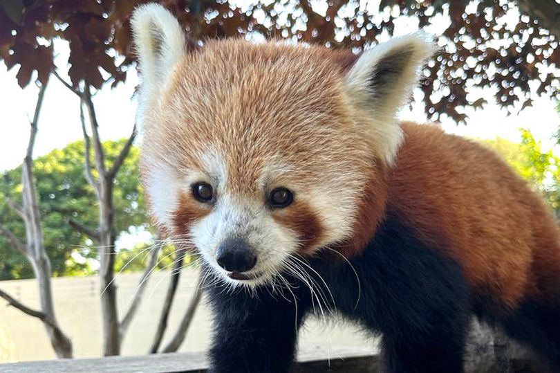 'Beloved' red panda dies at Cornwall attraction