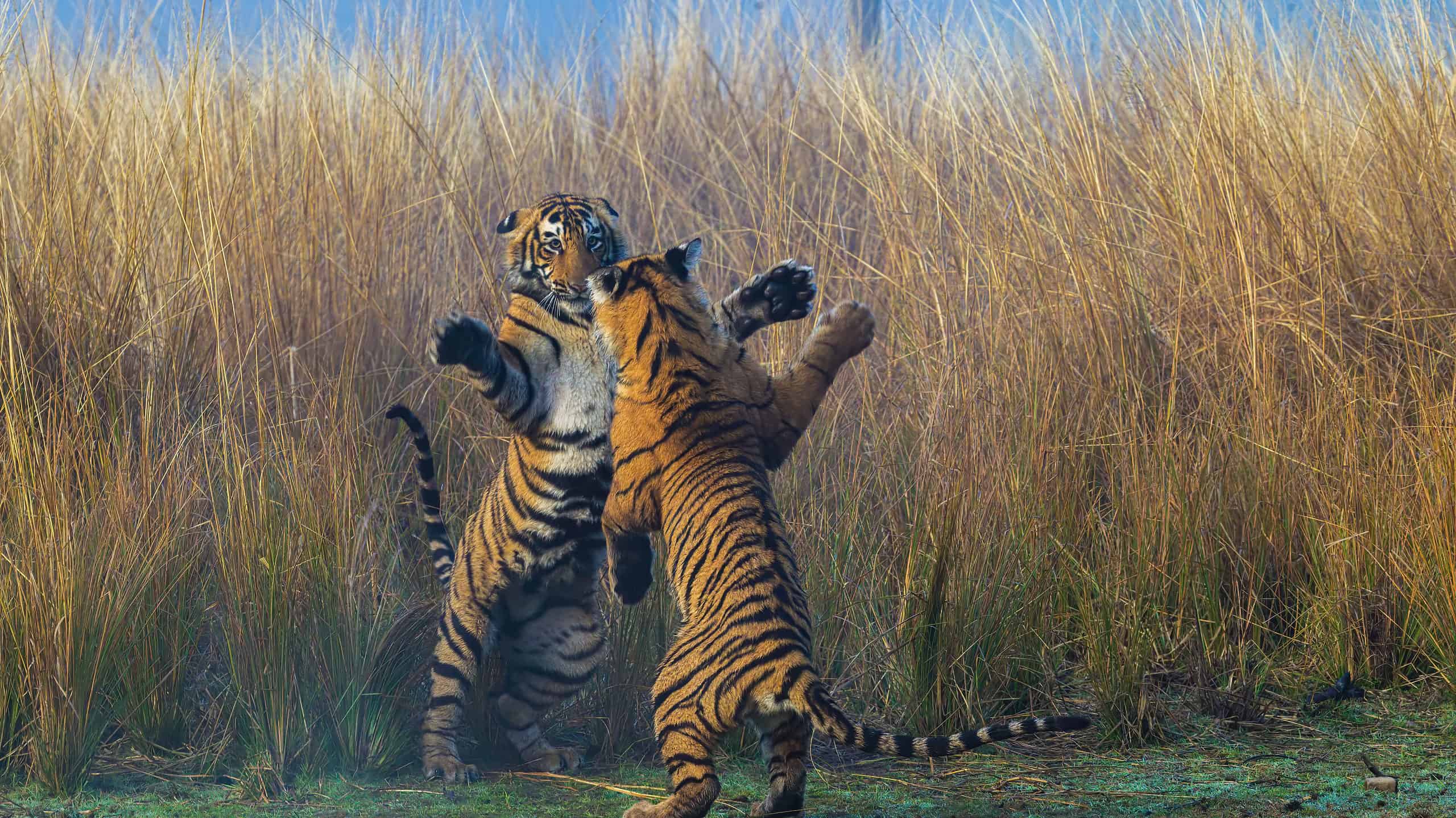 These countries have the most wild tigers still roaming