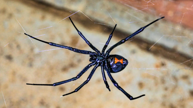 What To Do If You Spot A Black Widow Spider In Your Home
