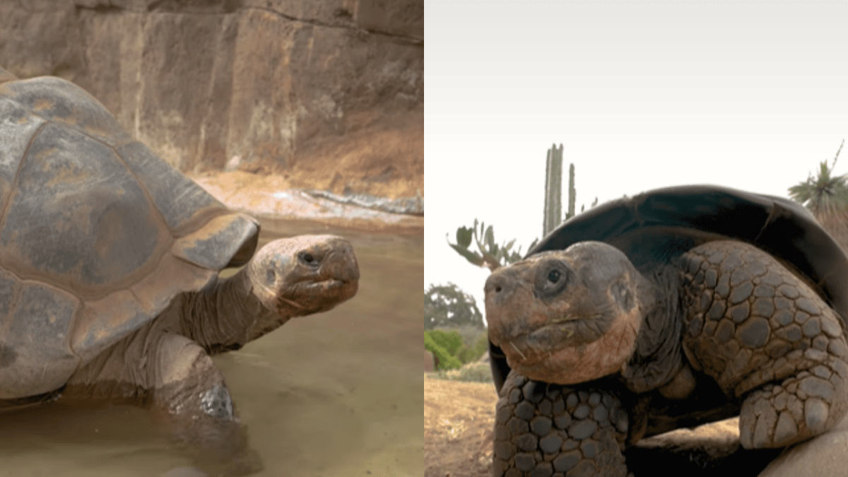 Gramma, the historic Galapagos tortoise at the San Diego Zoo who lived ...