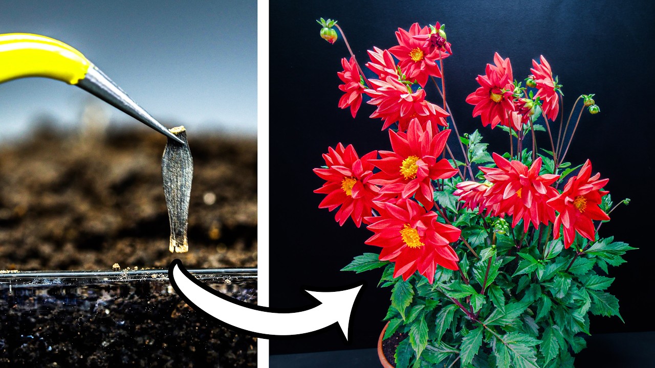 Dahlia magic: One seed to unlimited flowers (time-lapse)