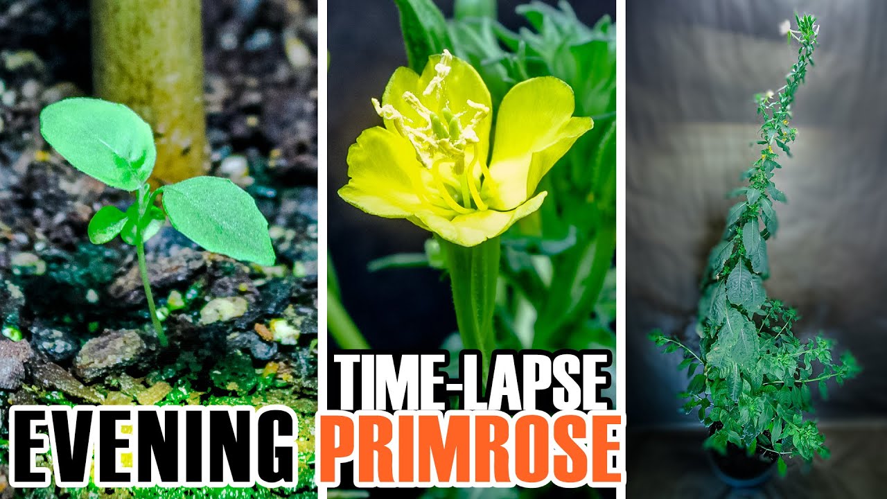 Growing evening primrose from seed to flower (116 days time lapse)
