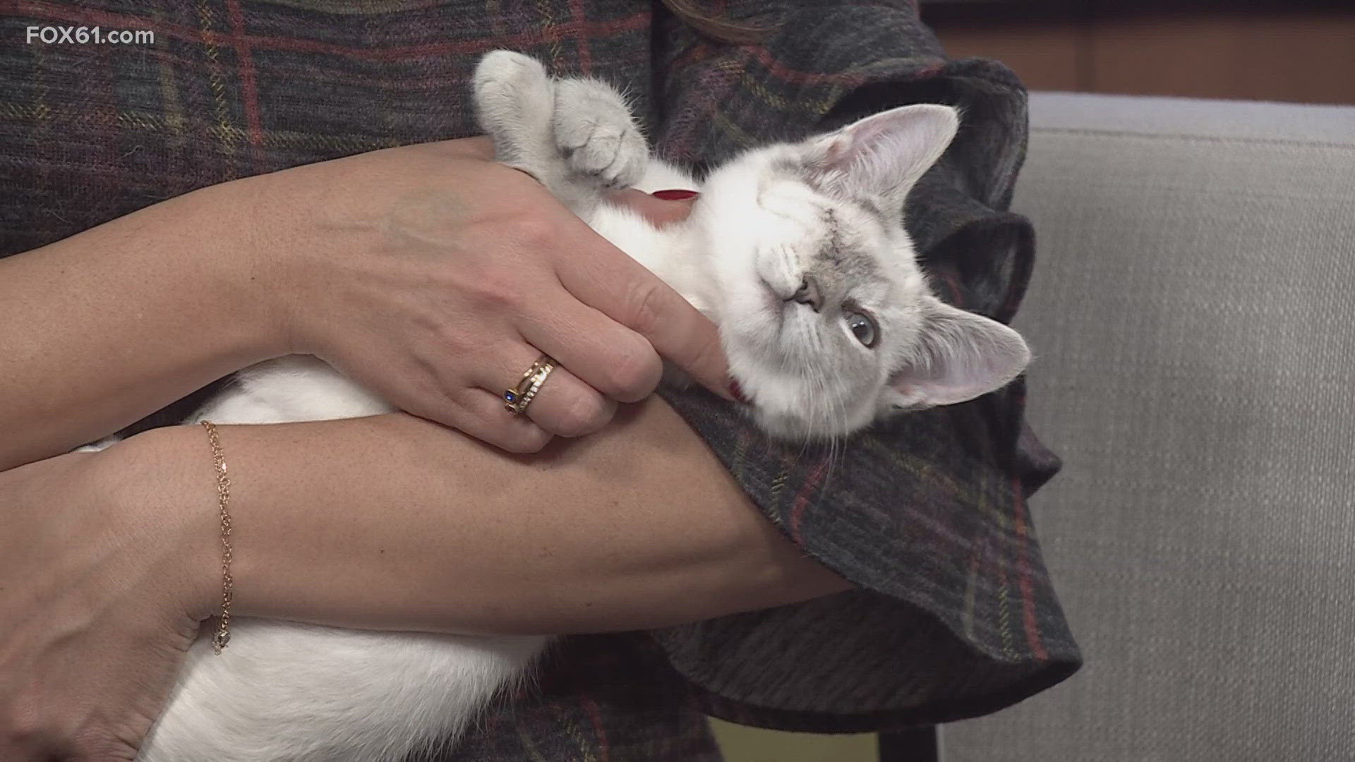 Bumblebee The Kitten Pet On The Set