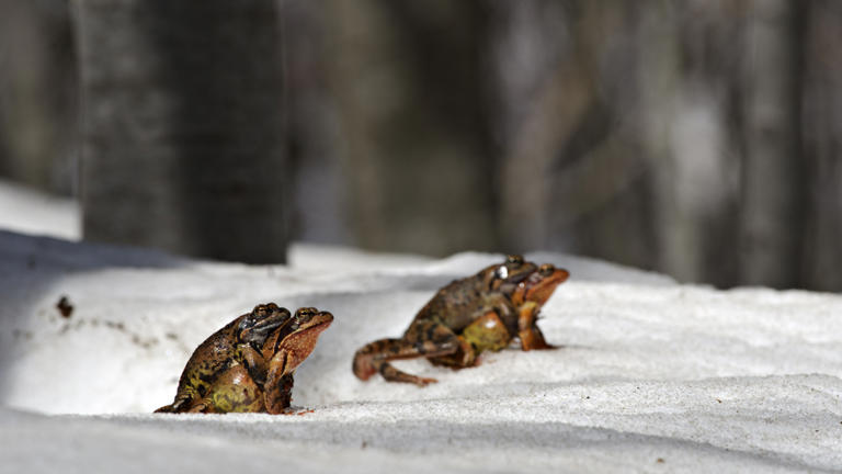 The Creatures That Can Survive Being Frozen Solid