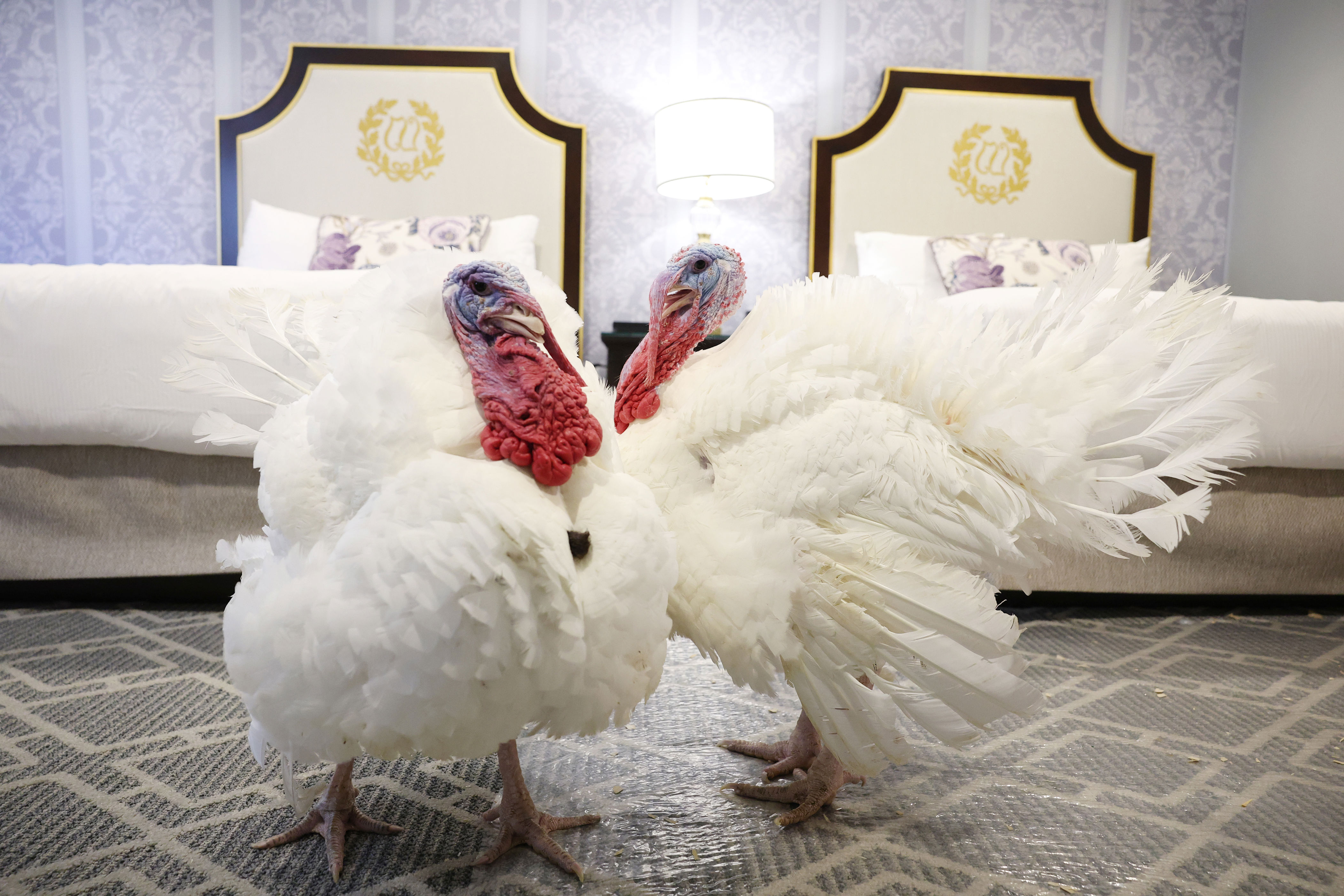 Trump pardons turkeys, Gobble and Waddle, ahead of Thanksgiving