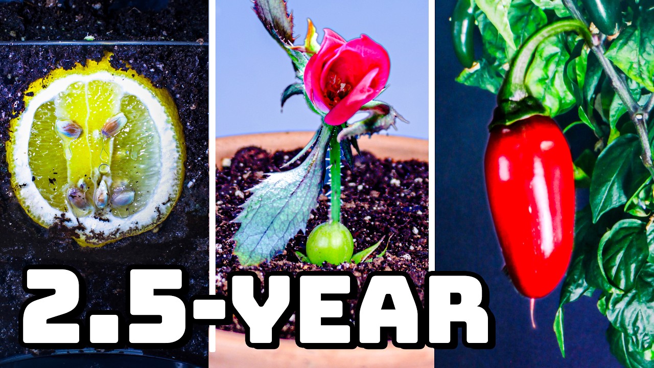 I filmed these 6 plants from seeds for 951 days (time-lapse compilation)