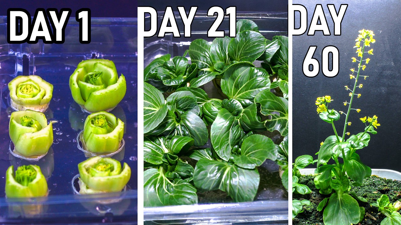 Bok choy miracle: Regrow from scraps to seeds! | Full time-lapse guide