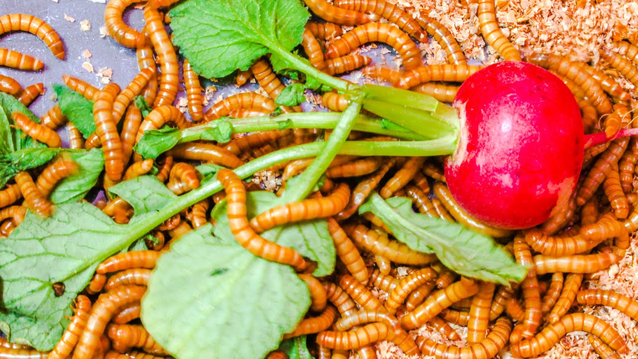 Mealworms eat radish time lapse