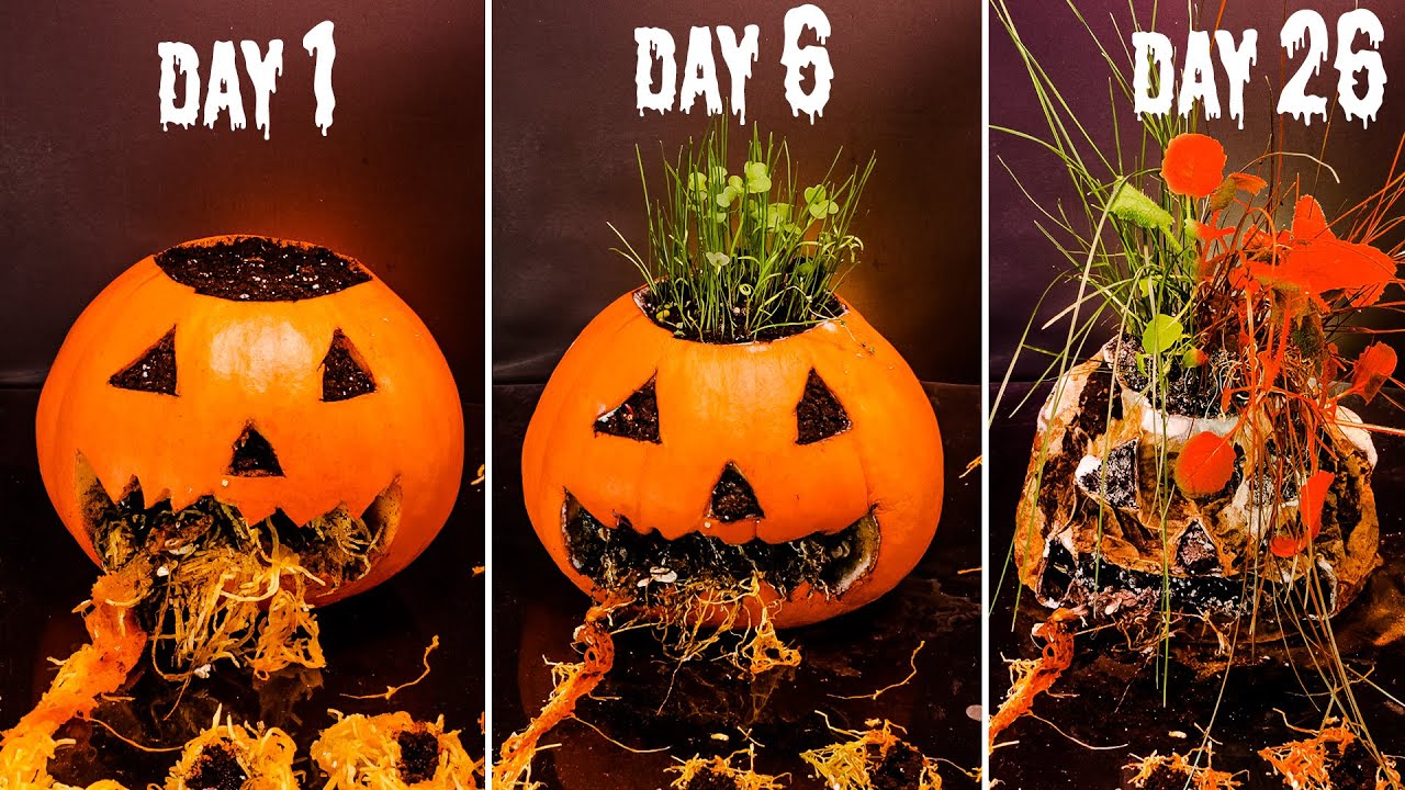 Growing plants in rotting jack-o-lantern pumpkin (Halloween time lapse)