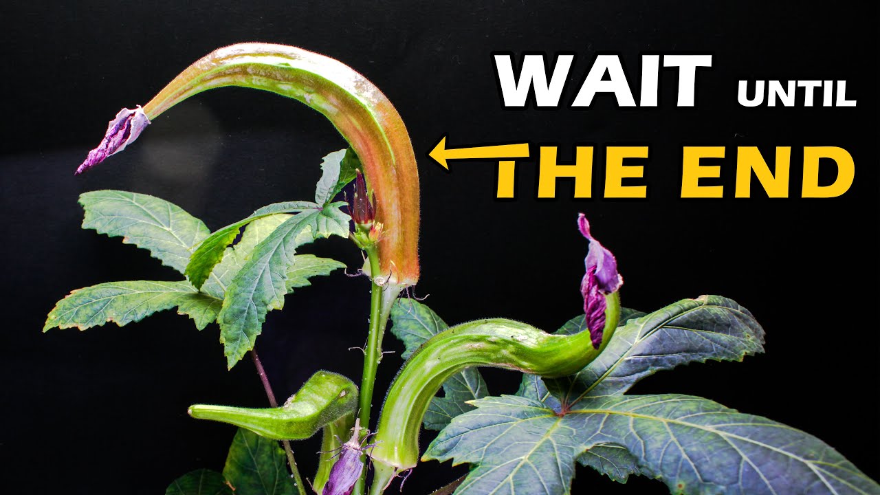 Red lady's fingers (okra) growing time lapse