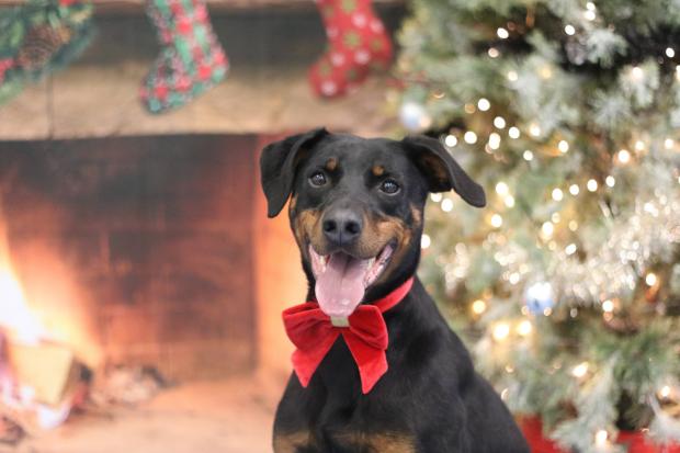 Dog rehoming centre to host festive Christmas fair