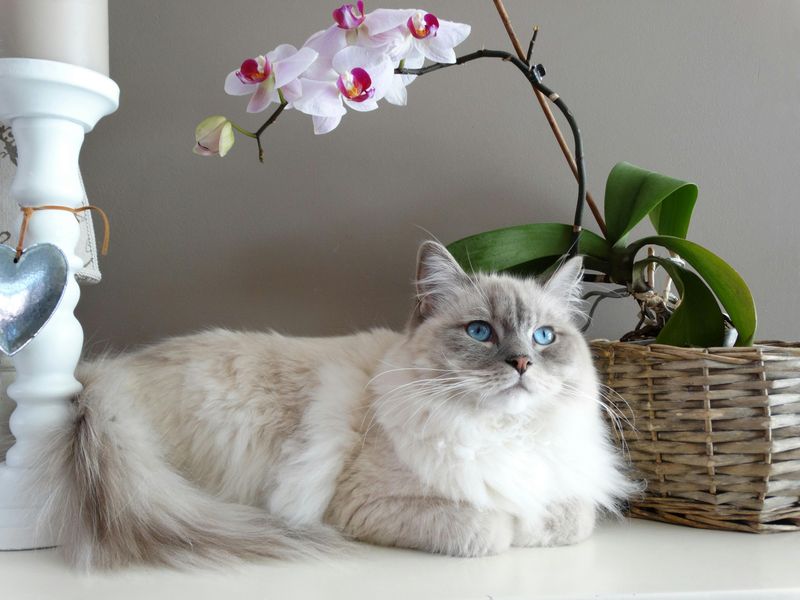 7 Cat Breeds Known For Staying Calm And 7 That React Quickly To Stress