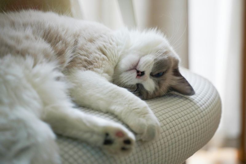 7 Cat Breeds Known For Staying Calm And 7 That React Quickly To Stress