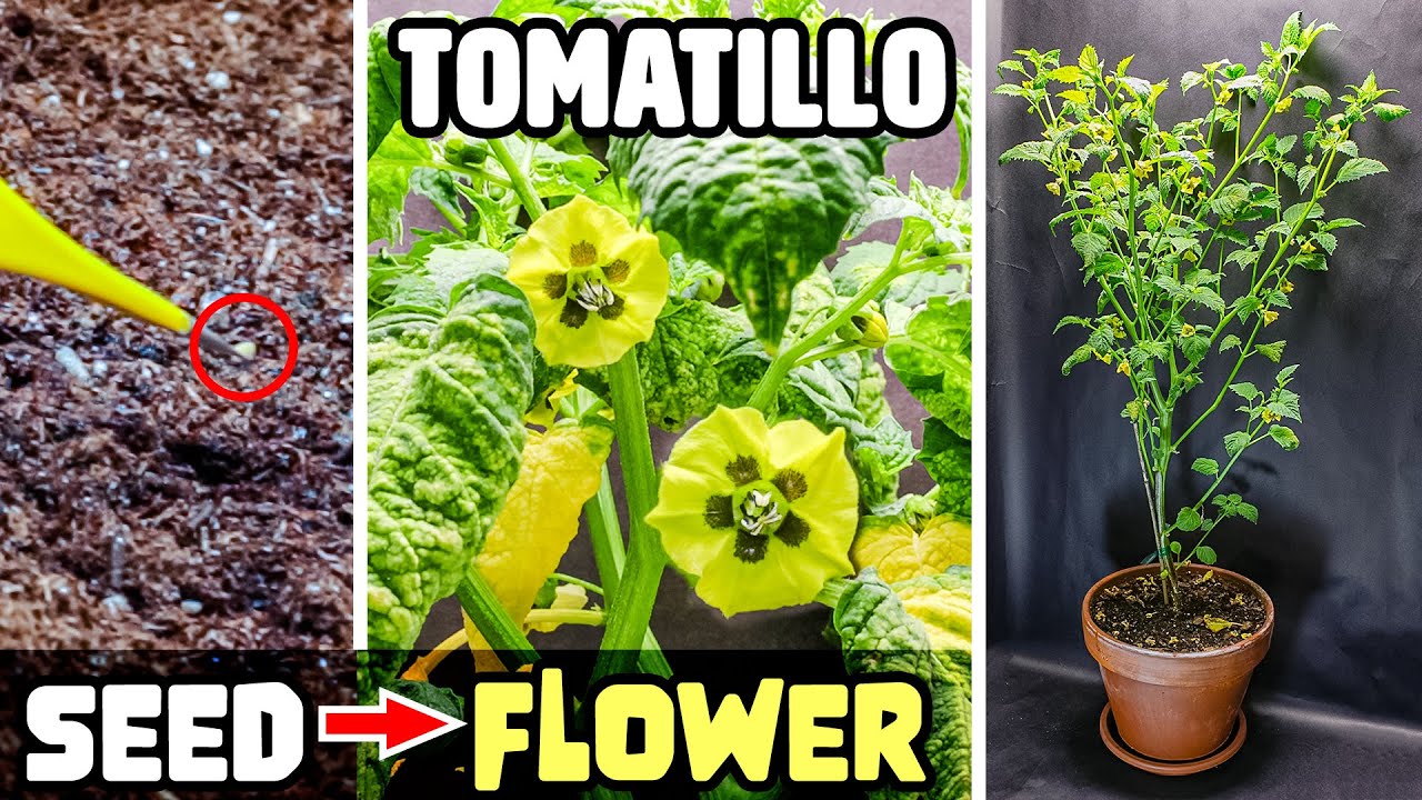 Growing tomatillo plant from seed to flower (50 days time lapse)