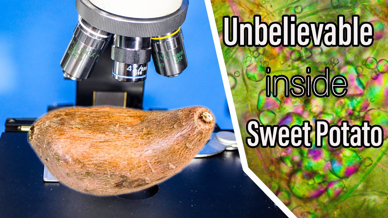 Sweet potato under microscope