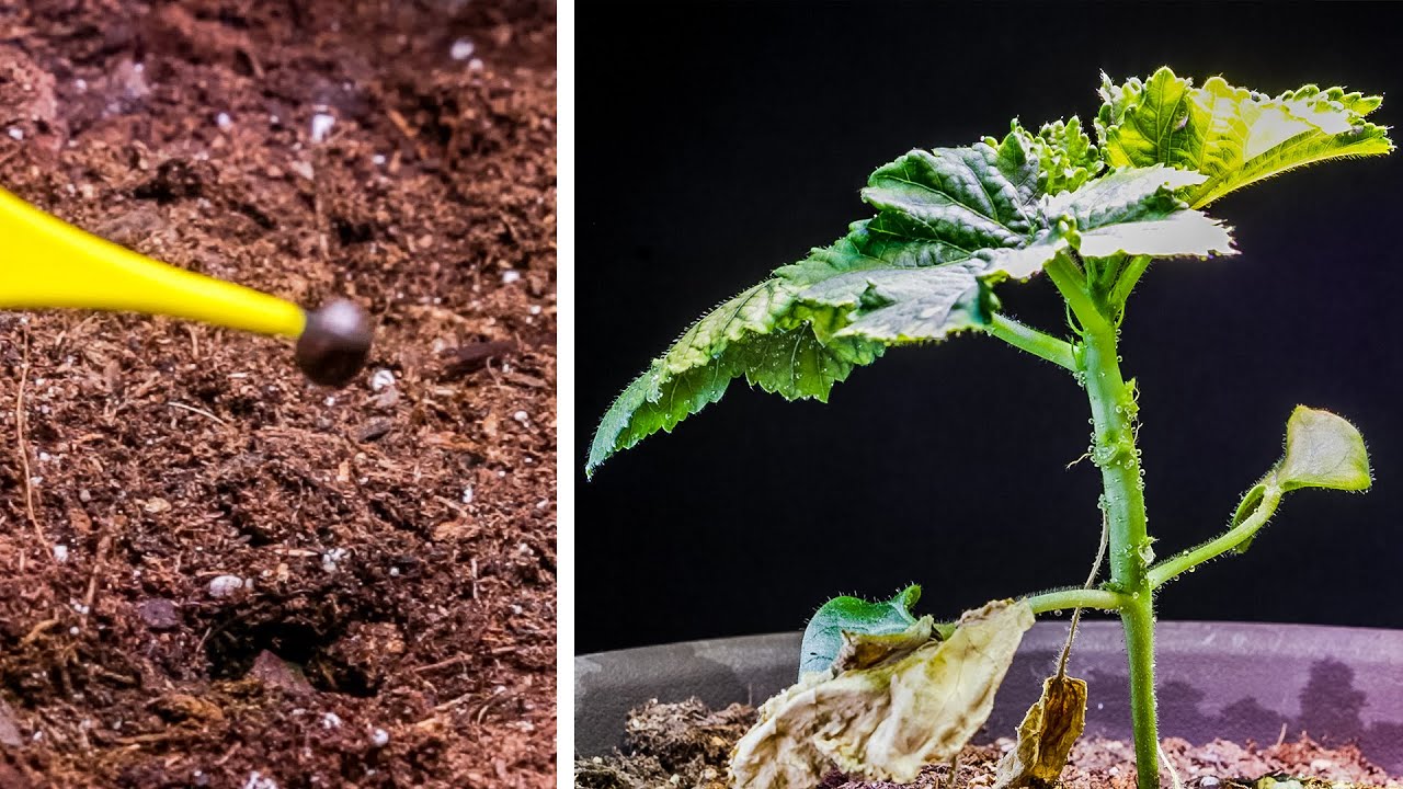 Growing dwarf okra time lapse (fail)