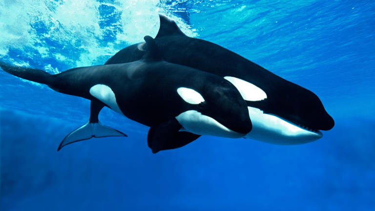 Scientific Facts That Show The Greatness And Majesty Of Orcas