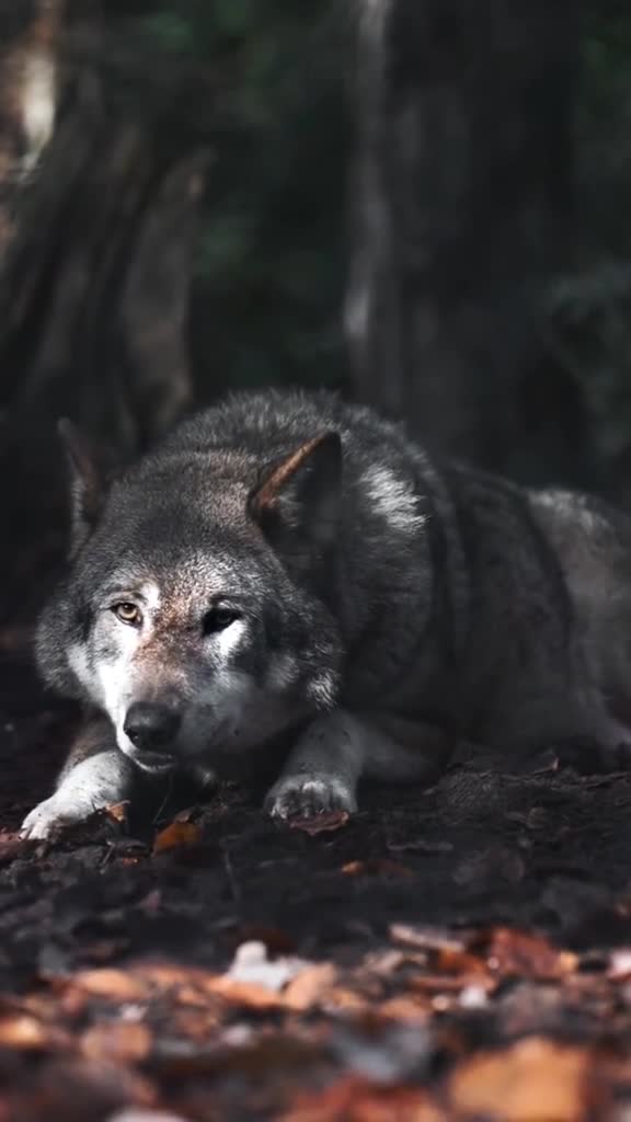 A Peaceful Moment With a Wild Wolf in the Forest