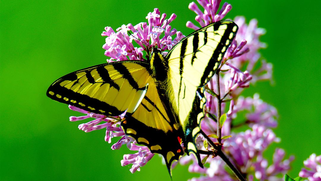 Insect Decline: Alarming News