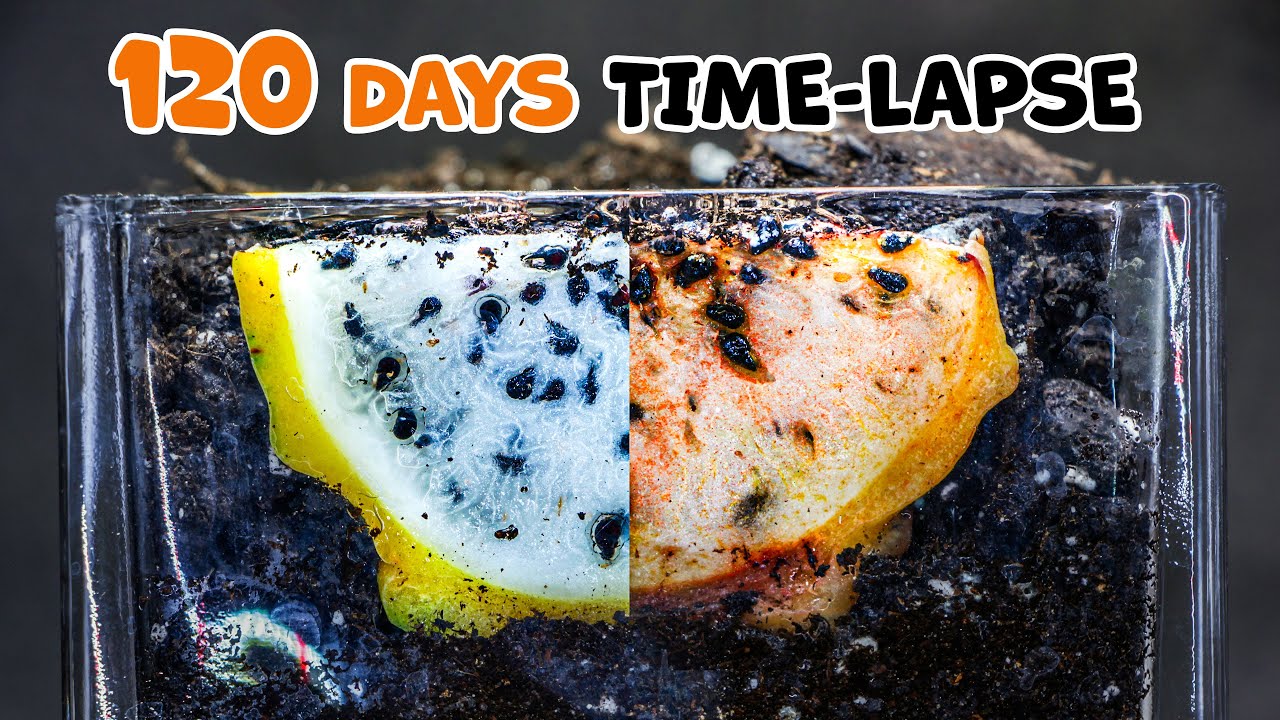 Dragon fruit slice under soil time lapse (120 days)