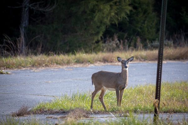 DWR report finds 11 deer with chronic wasting disease in SW Virginia ...