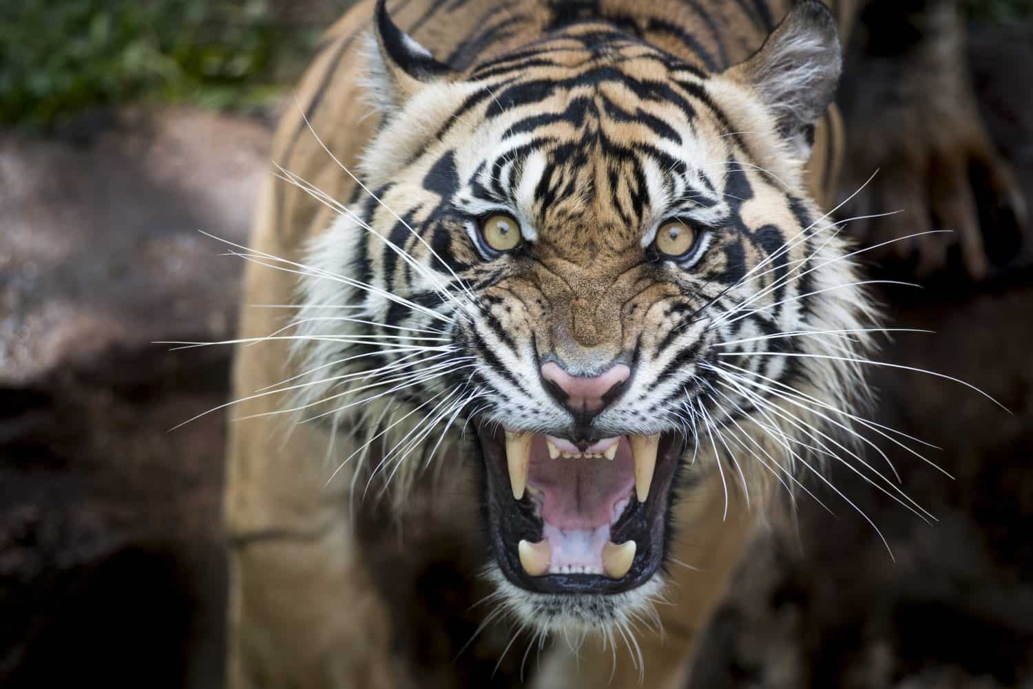 These countries have the most wild tigers still roaming