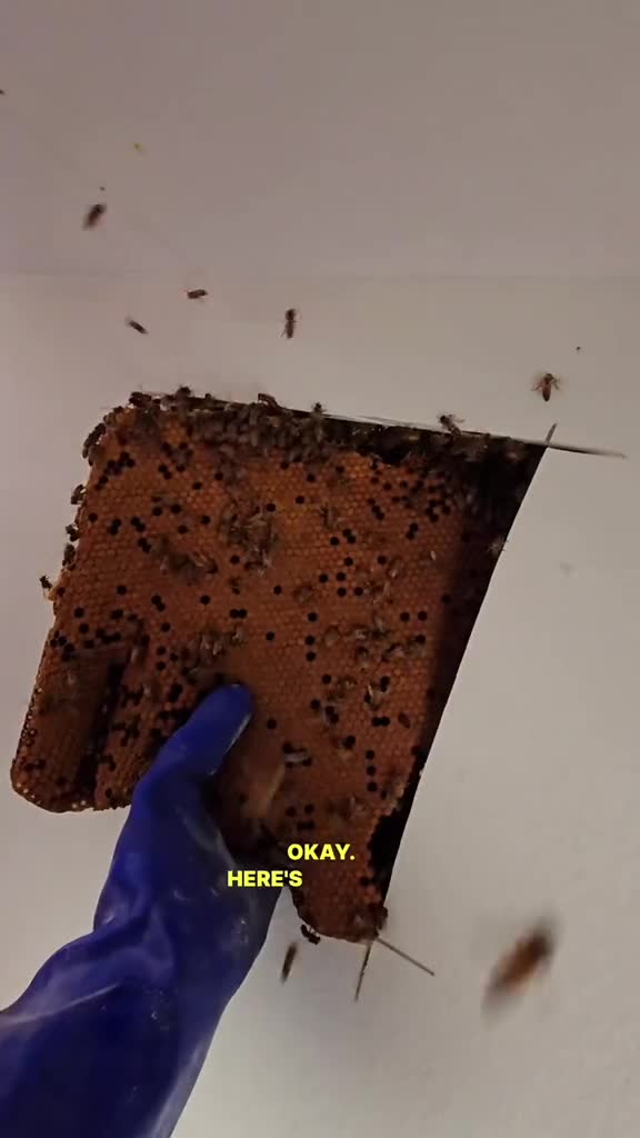 Huge Beehive Exposed Behind Chimney Wall Removal