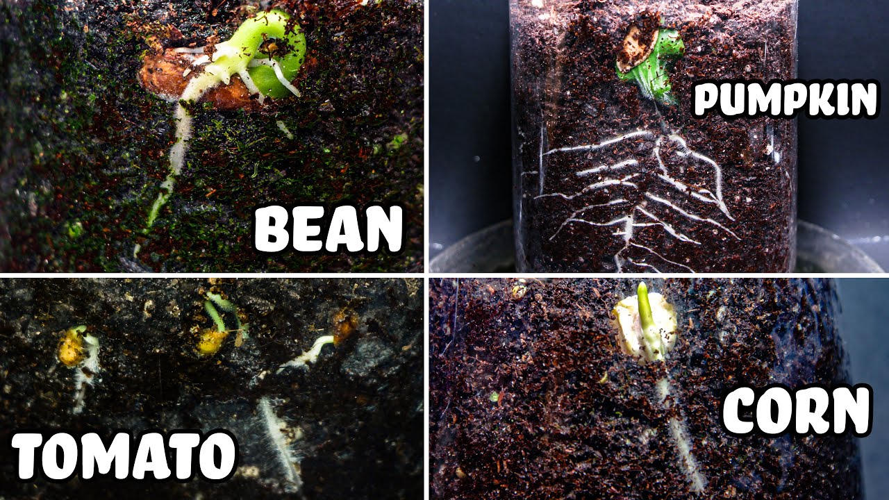 Seed germination time lapse 1: Bean - pumpkin - tomato - corn
