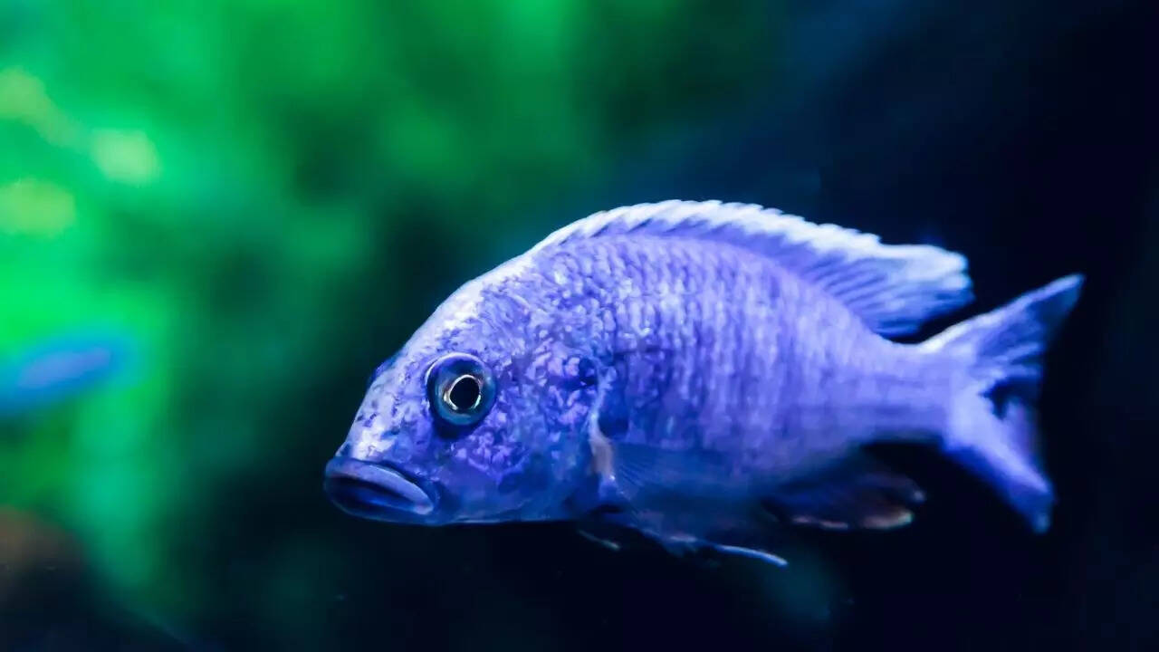 5 electric blue animals that seem to be painted with ocean water