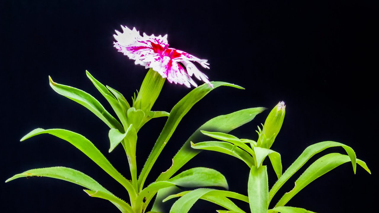 Sweet William flower blooming time-lapse