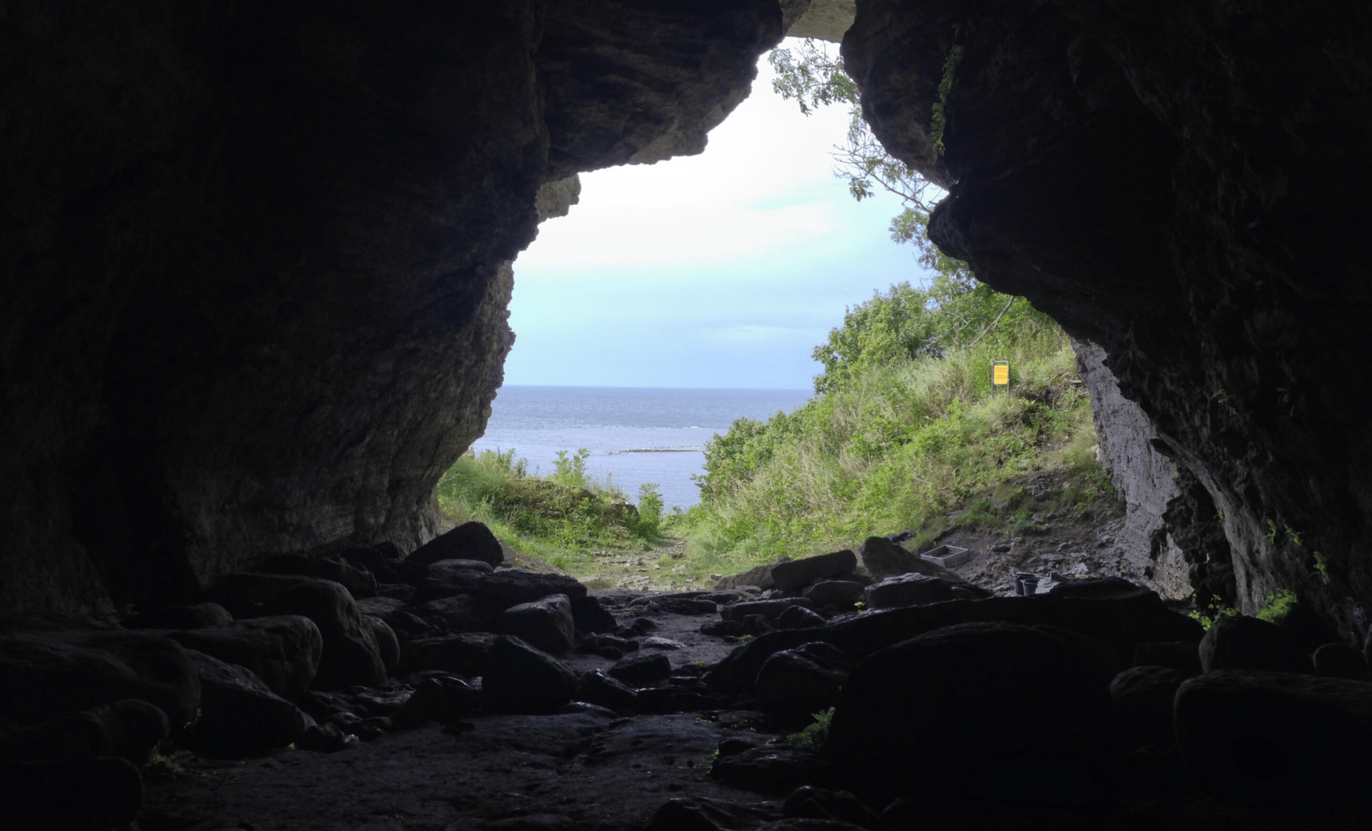 Scientists Stumble Upon Ancient Wolves on an Unexpected Remote Island!