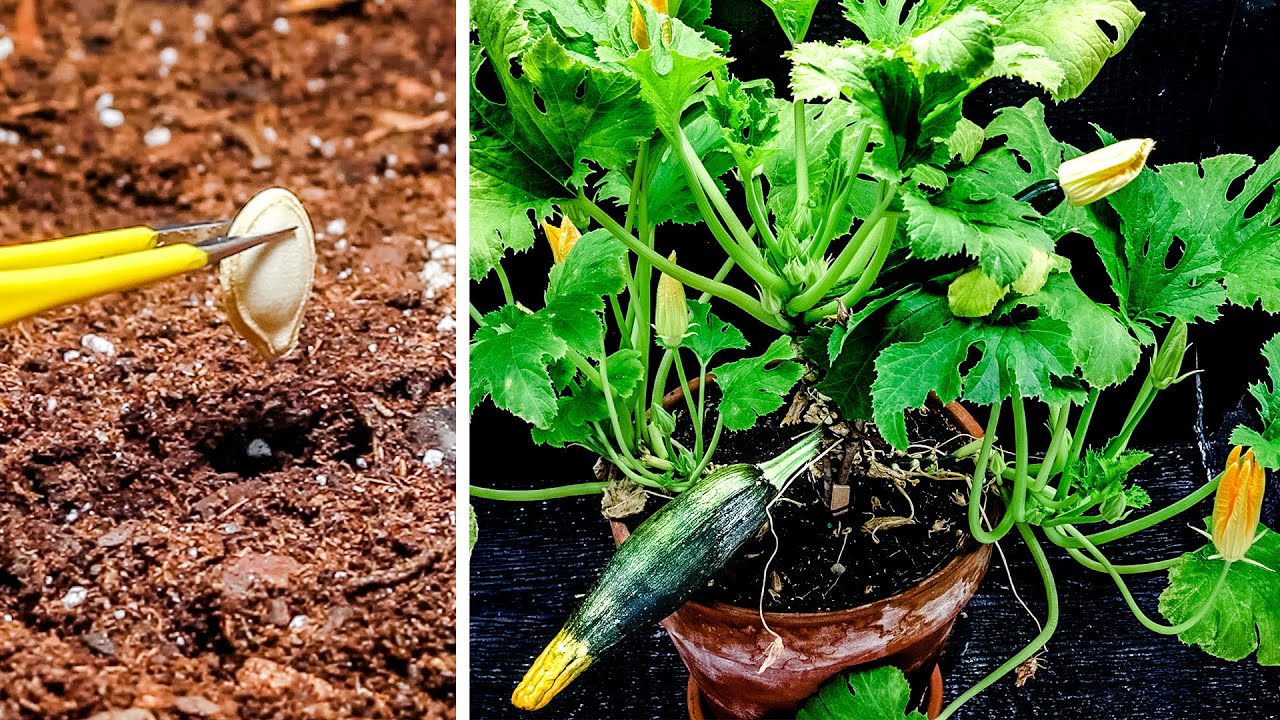 Growing zucchini squash time lapse - seed to fruit (blooming issue)