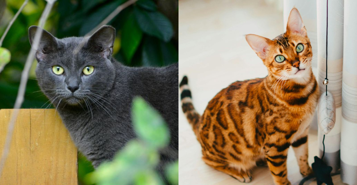 8 Cat Breeds That Prefer Routine And 7 That Adapt Quickly To Change