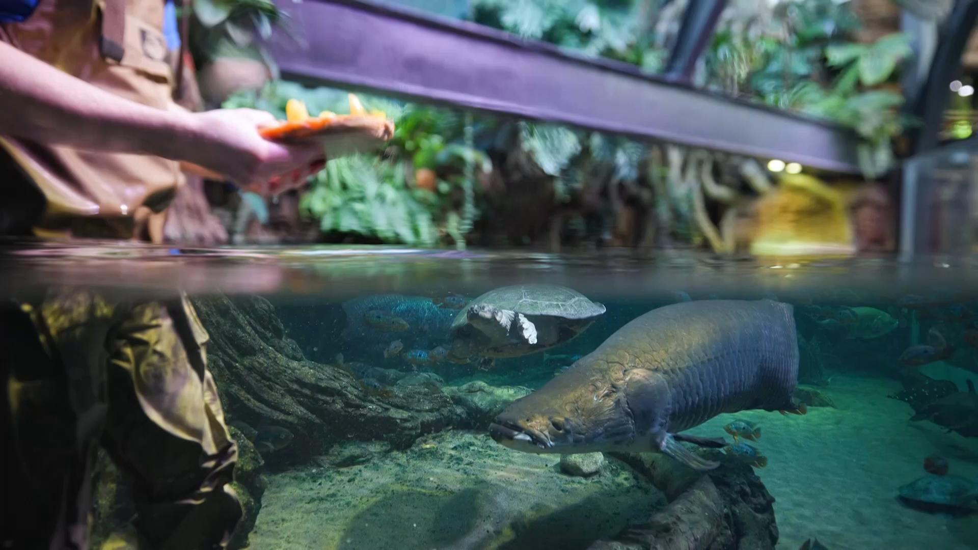 Giant river turtle named Yam enjoys Thanksgiving treat at Chicago's ...