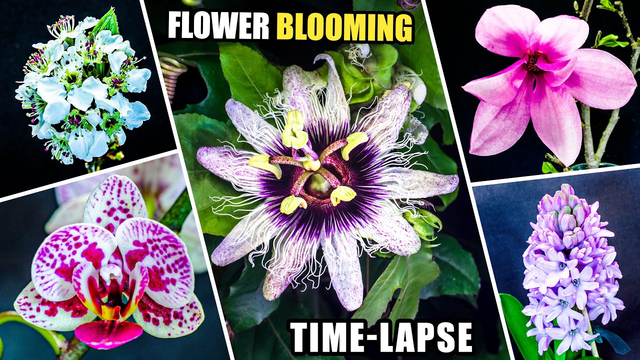 Flower blooming time lapse 1 - Ten blossoms in 200 seconds