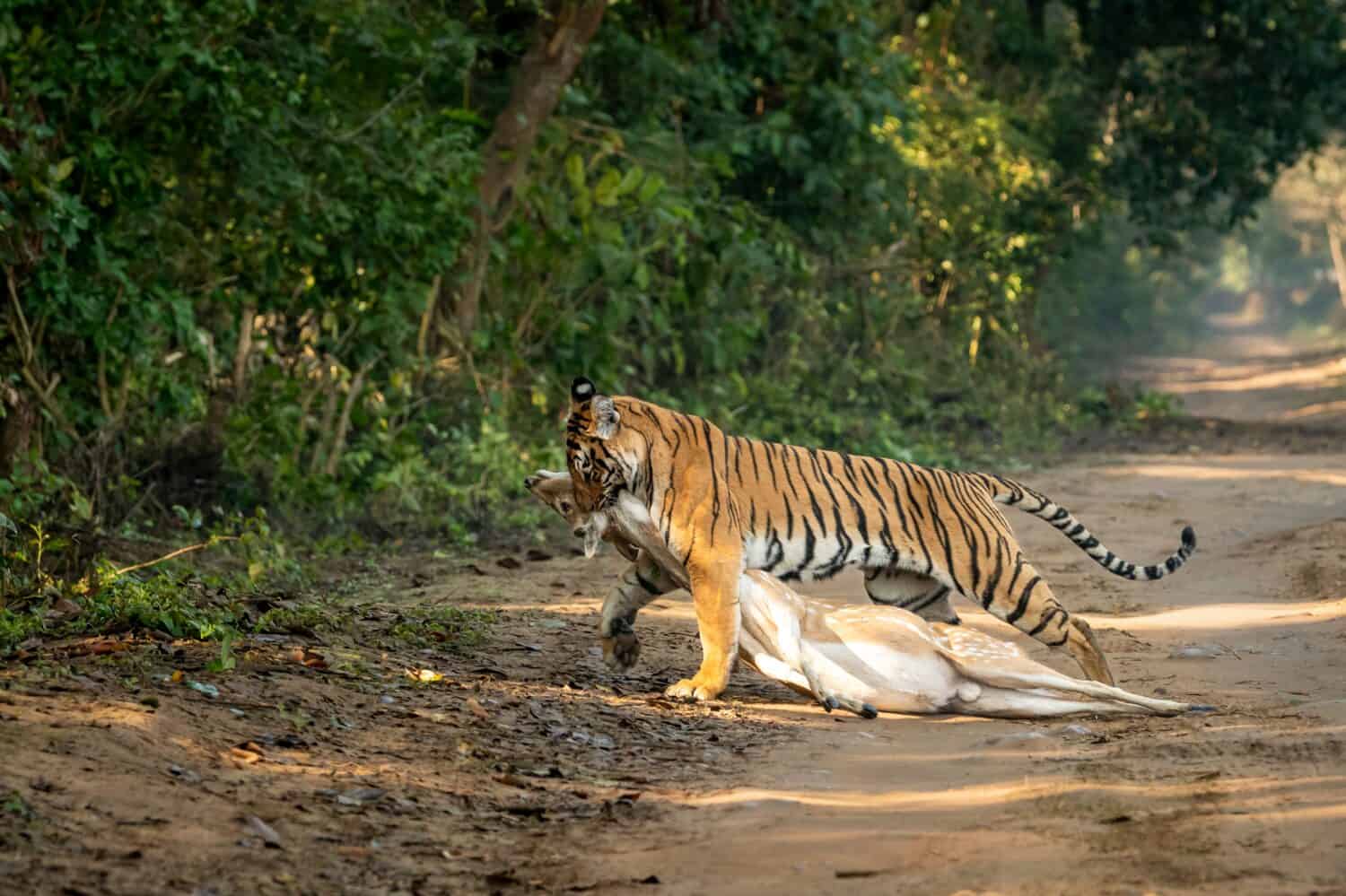 These countries have the most wild tigers still roaming