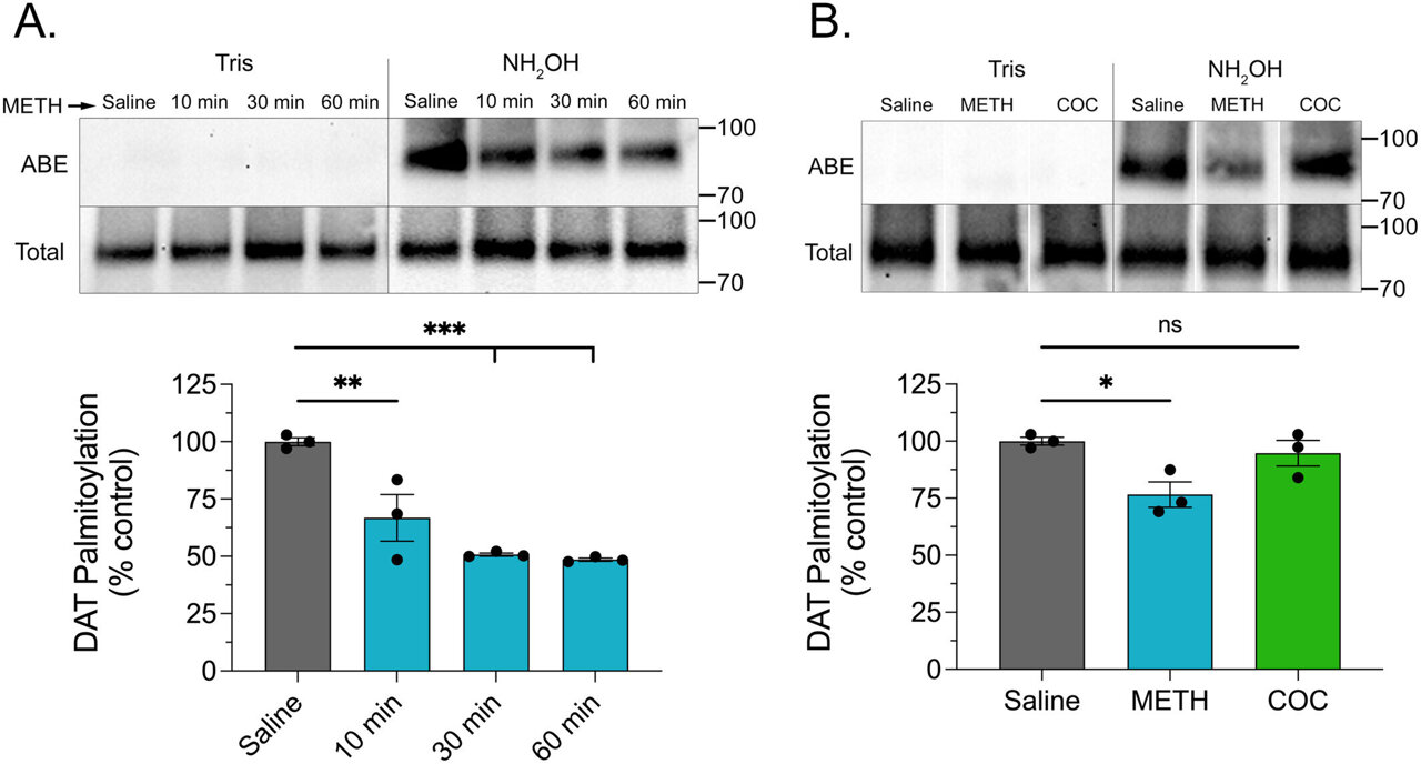 Methamphetamine impairs dopamine uptake by targeting a protein modification