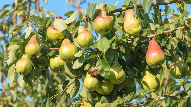 7 popular fruit trees that don't need winterizing in milder climates