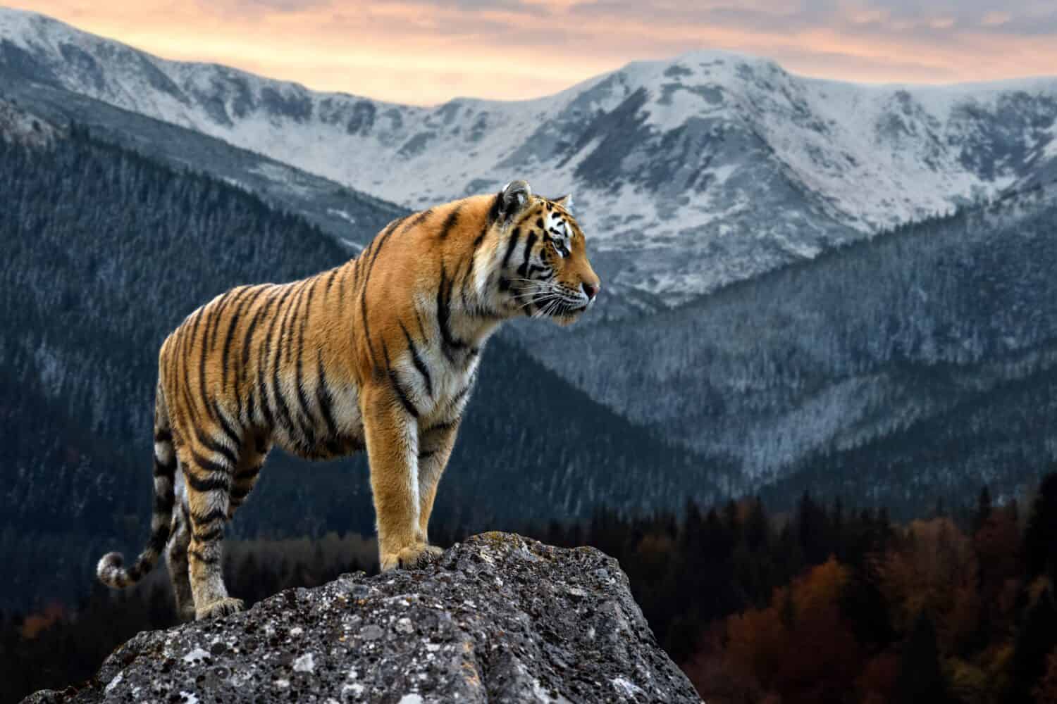 5 animals that can hunt and kill tigers, even in the wild